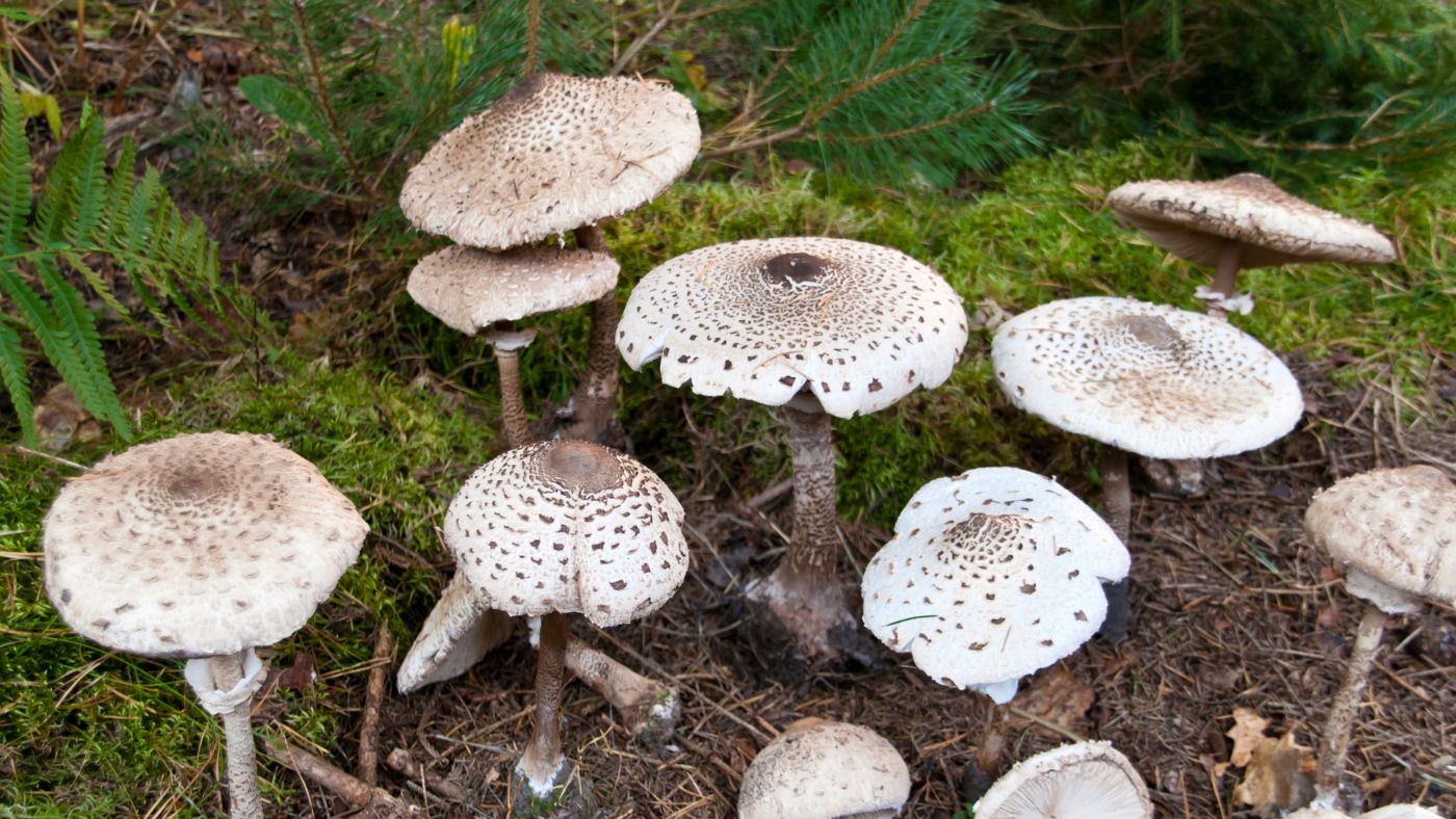 Gombakisokos: Így szedjünk gombát! - Greendex