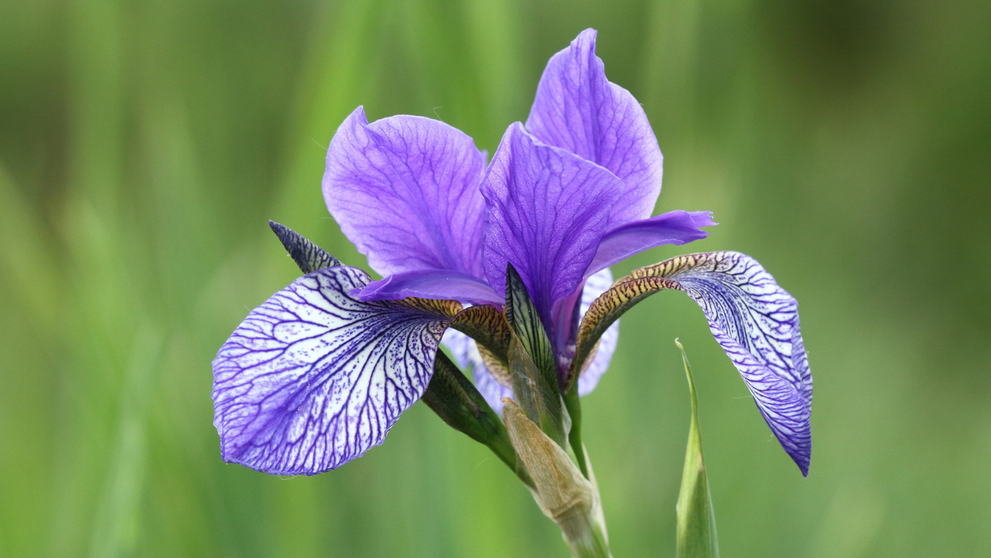 Magyarország vadon élő íriszei legalább olyan szépek, mint kerti társaik - Greendex