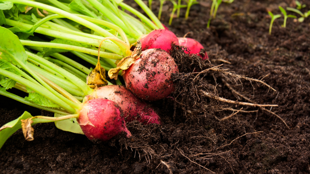 Friss retek ősszel is: most vesd el a kertben! - Greendex