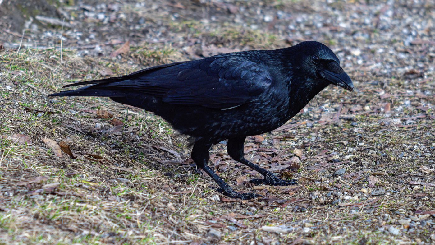 Holló – Az embereket évezredek óta foglalkoztató, titokzatos géniusz - Greendex