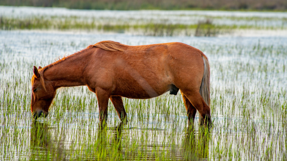 Duna-delta – Lenyűgöző élővilág, ahol a tenger és a folyó találkozik - Greendex