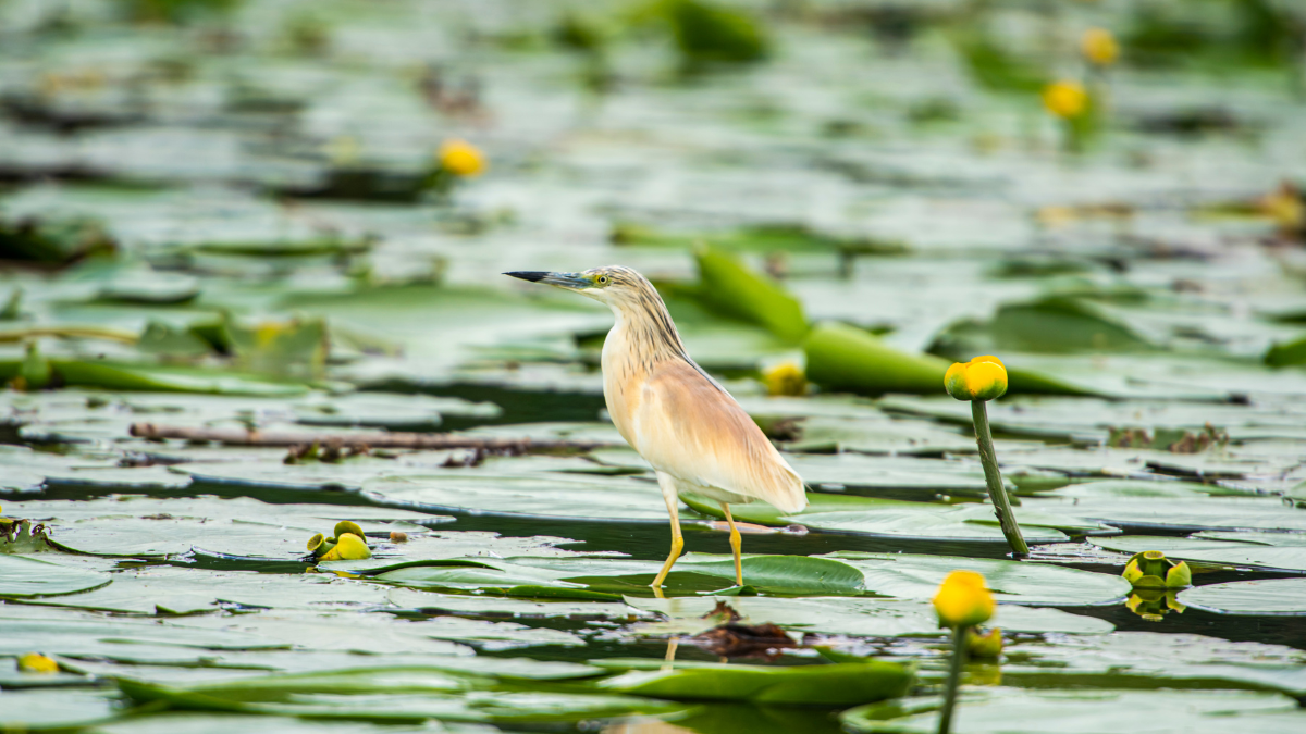 Duna-delta – Lenyűgöző élővilág, ahol a tenger és a folyó találkozik - Greendex