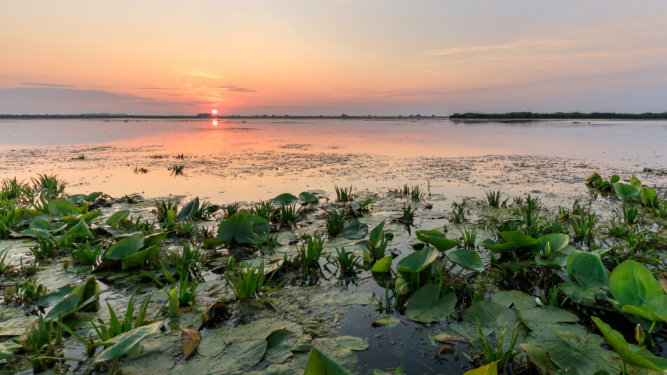 Duna-delta – Lenyűgöző élővilág, ahol a tenger és a folyó találkozik - Greendex